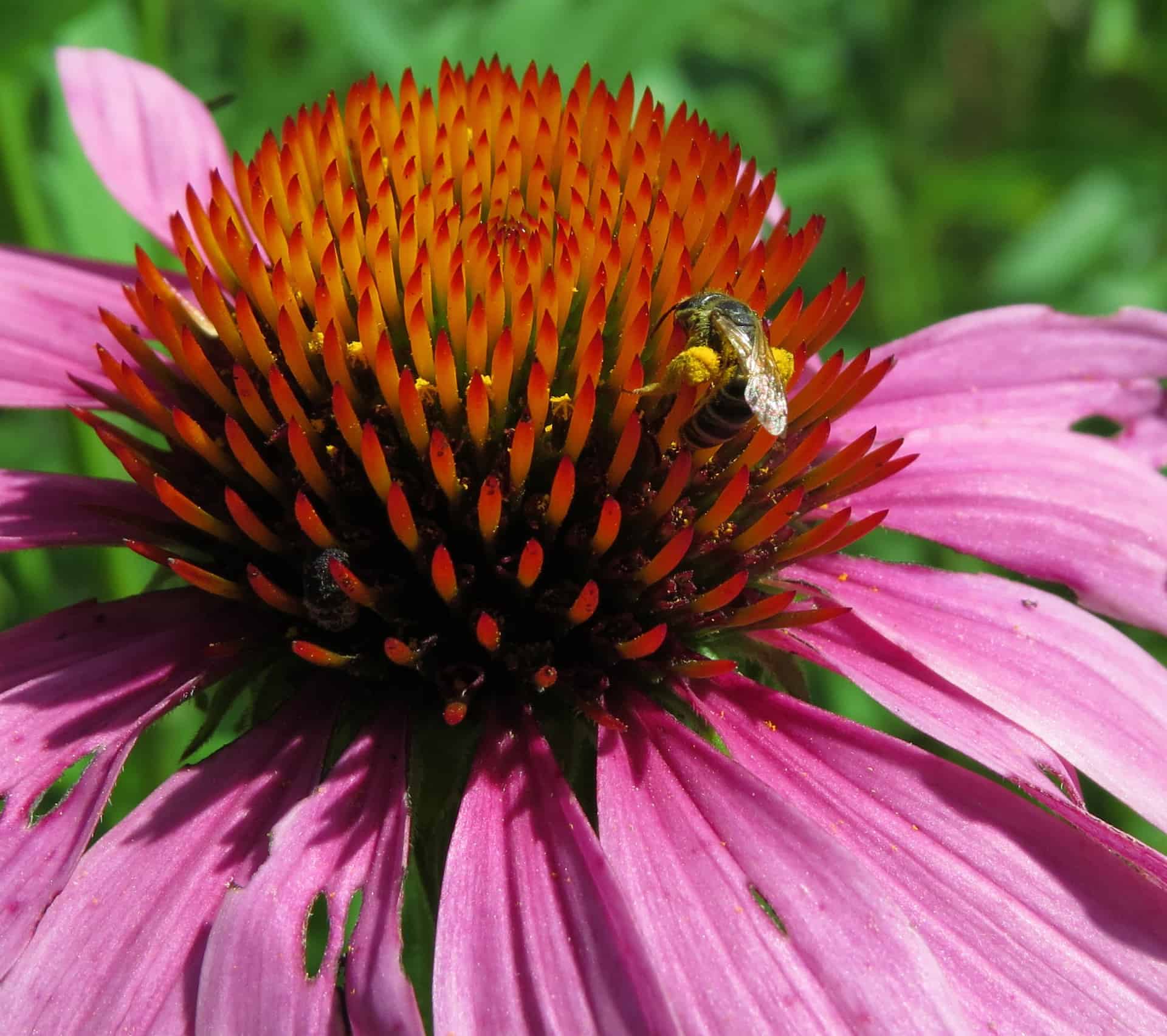 Pollinator Habitat - Eco Logic