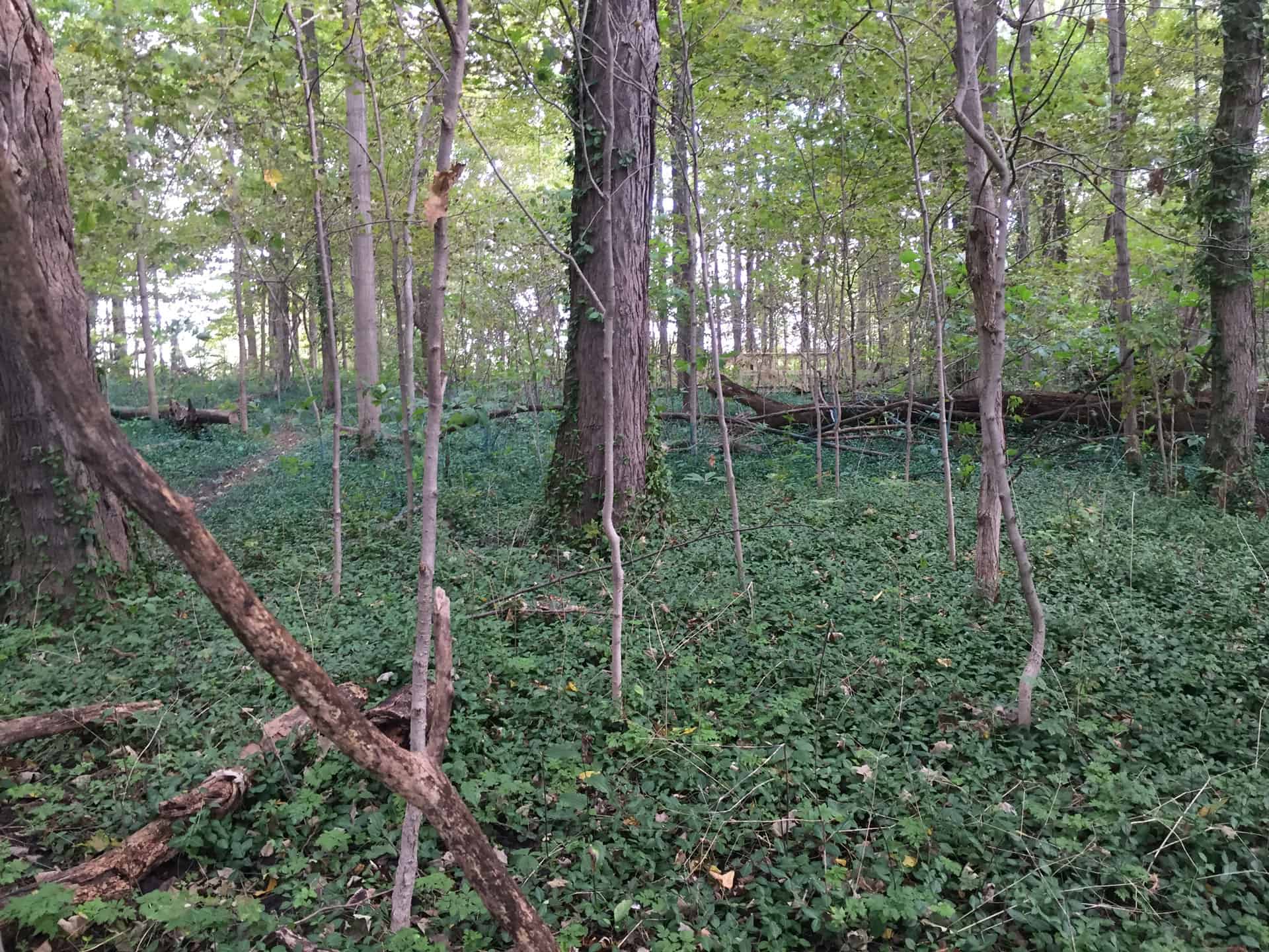 Meltzer Woods - Eco Logic