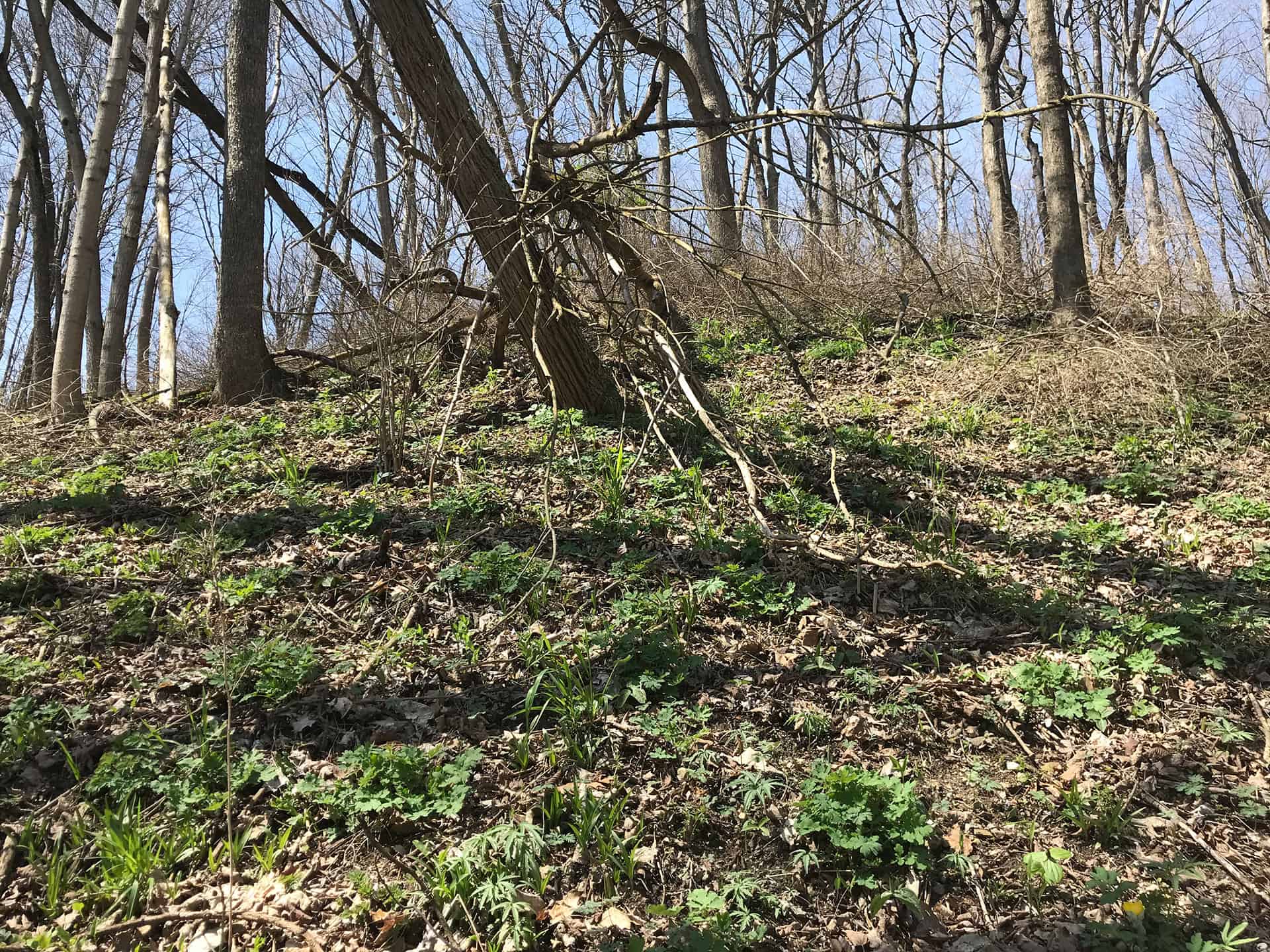Ecological Restoration - Eco Logic